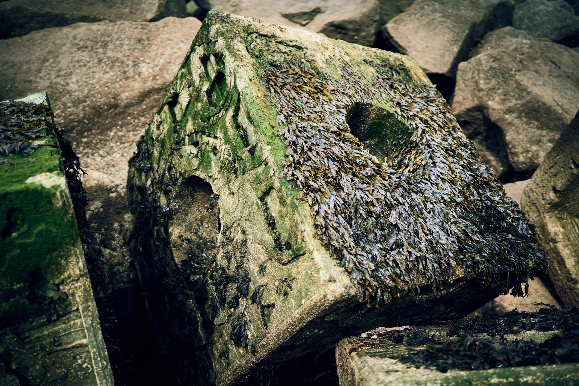 Reef cubes® Coastal Defence & Marine Habitat Creation