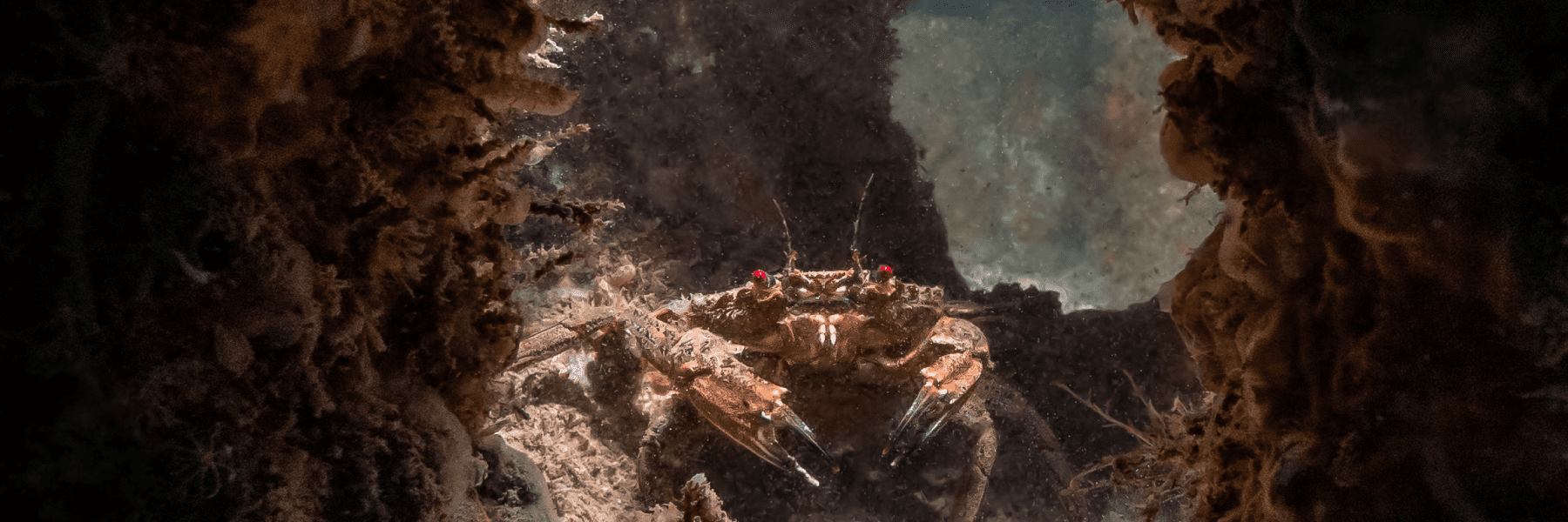 Nature-Inclusive Design for Marine Infrastructure